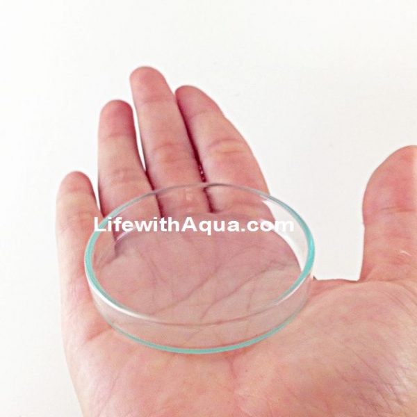 Crystal Clear Glass Feeding Dish 60mm - LifewithAqua